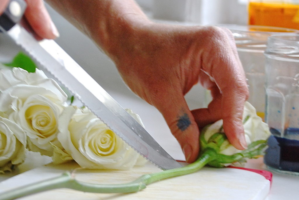 Color Changing Rose Science Project